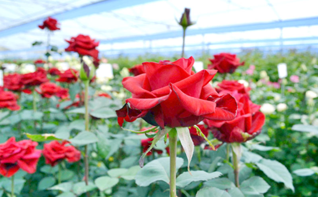 ট্র্যাভেল নিউজ বাংলাদেশ | এয়ারলাইনস এর টিকেট বুকিং, ইস্যু, রিইস্যু ...